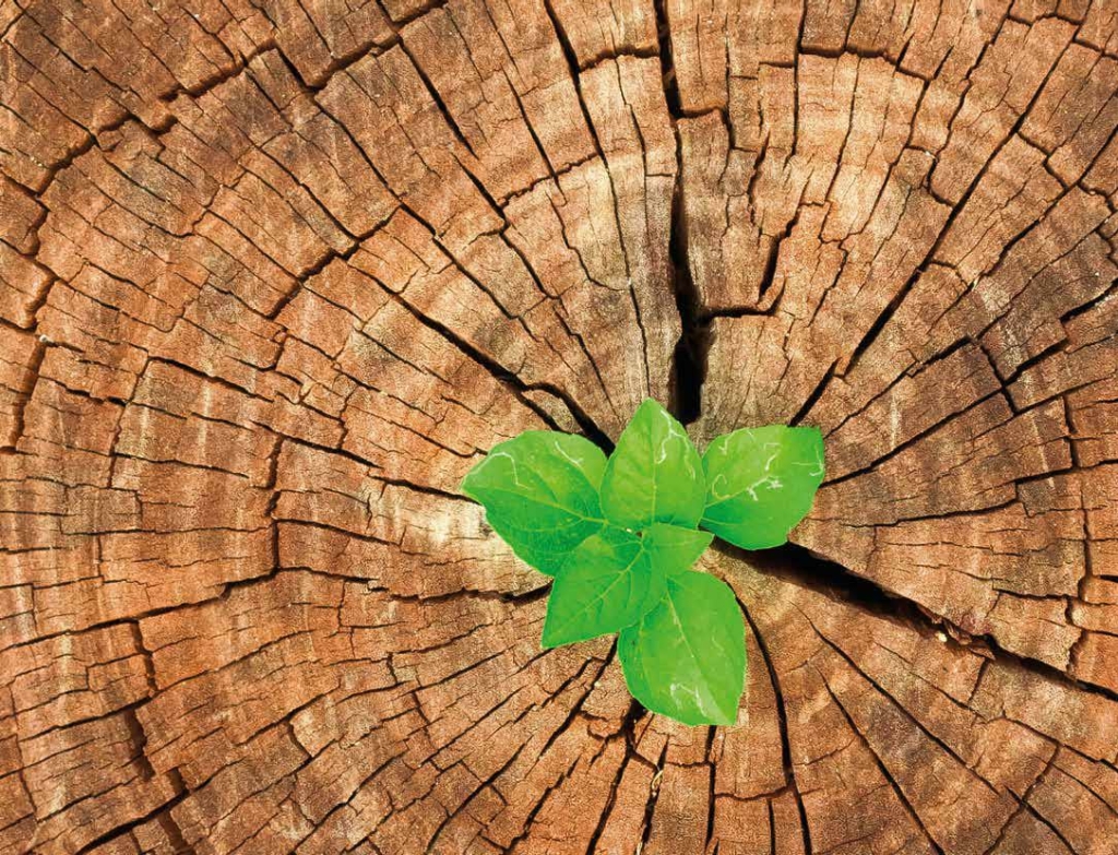 10 Reasons why wood is superior to other building materials